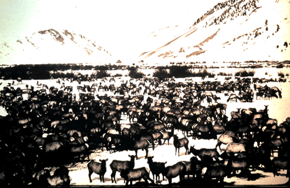 History - National Elk Refuge Sleigh Rides