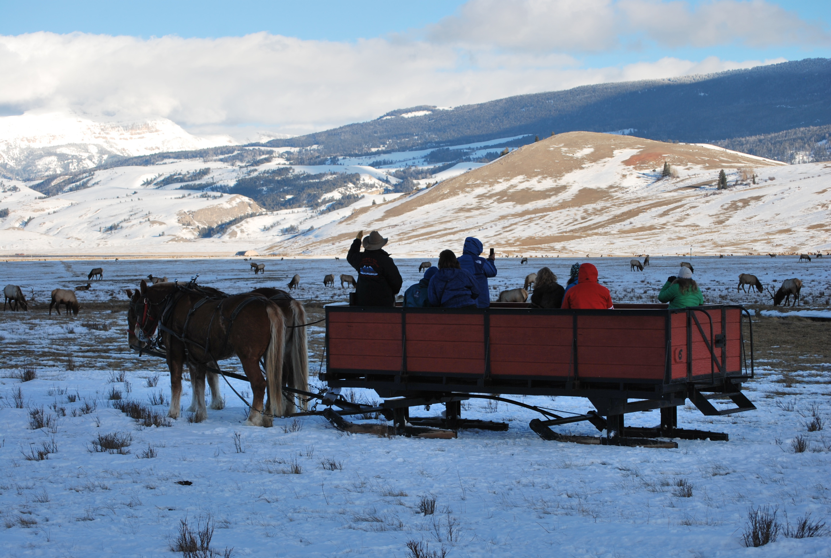 National Elk Refuge Sleigh Rides - National Elk Refuge Sleigh Rides