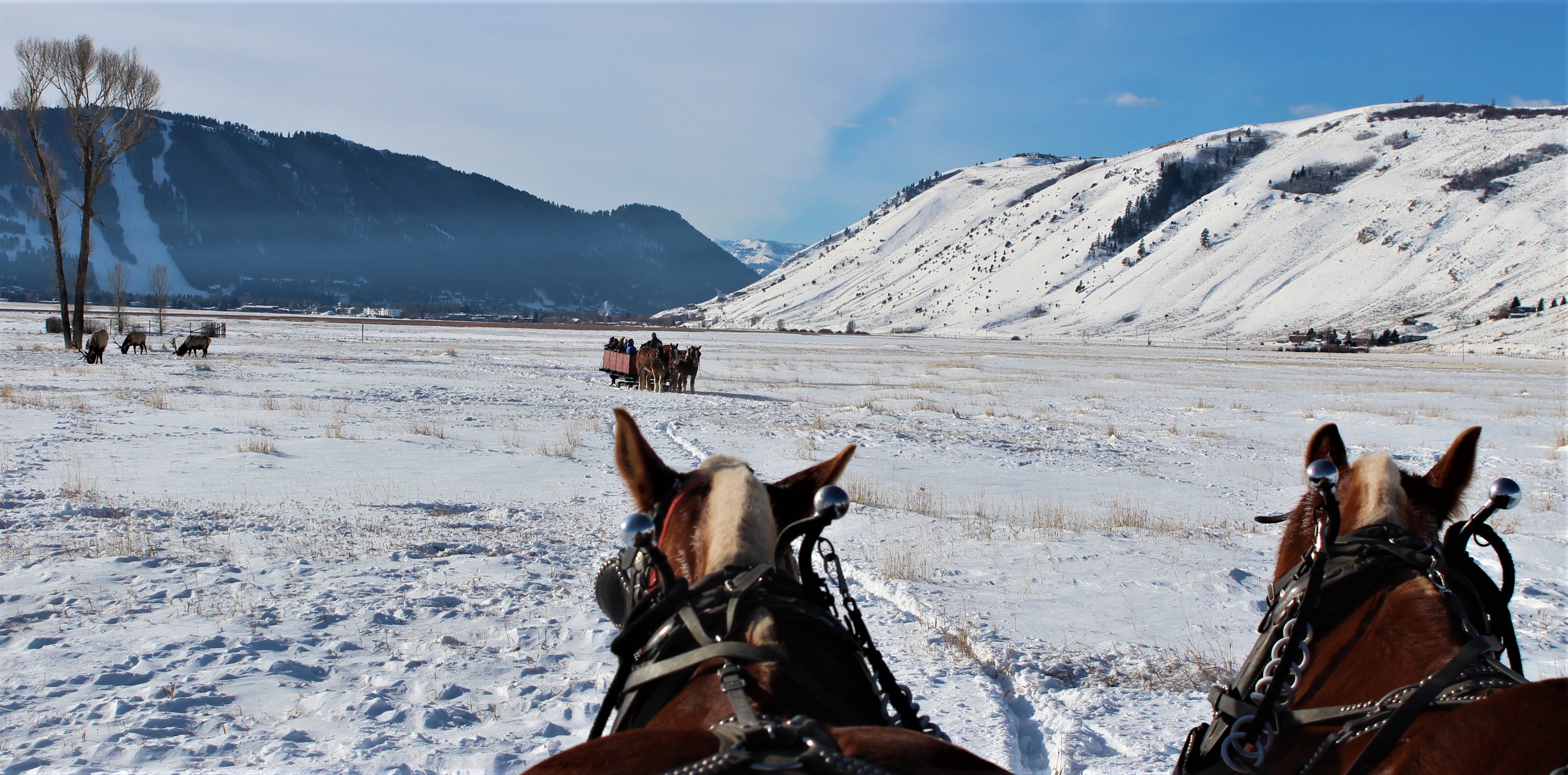 National Elk Refuge Sleigh Rides - National Elk Refuge Sleigh Rides